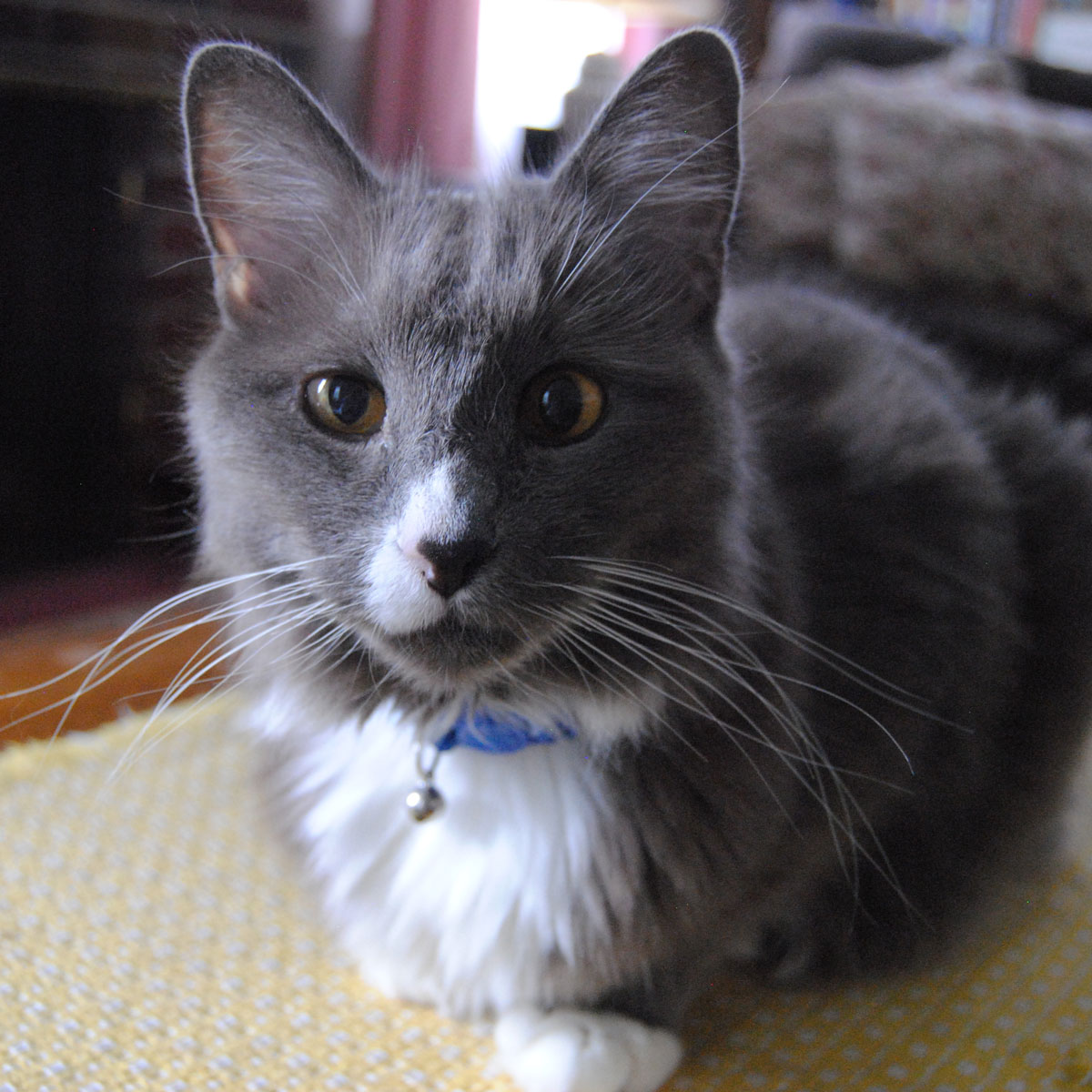 Goodnight, Max. - Agent Palmer